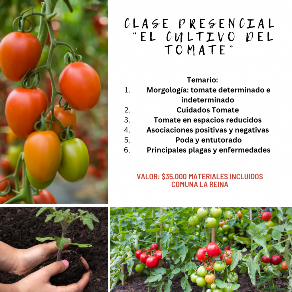 Clase presencial "El cultivo del Tomate" - Huertorganico
